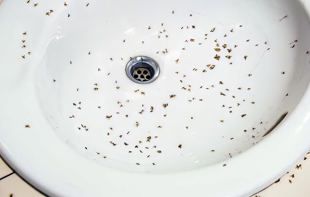 How To Get Rid of Drain Flies — Fast Method ‐ Big Blue Plumbing