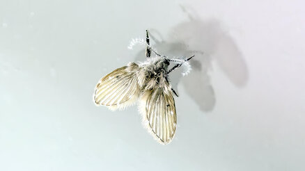 How To Get Rid of Drain Flies — Fast Method ‐ Big Blue Plumbing