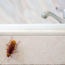 How To Clear A Blocked Drain — 6 Handy DIY Tips (Infographic)‐ Fixed ...